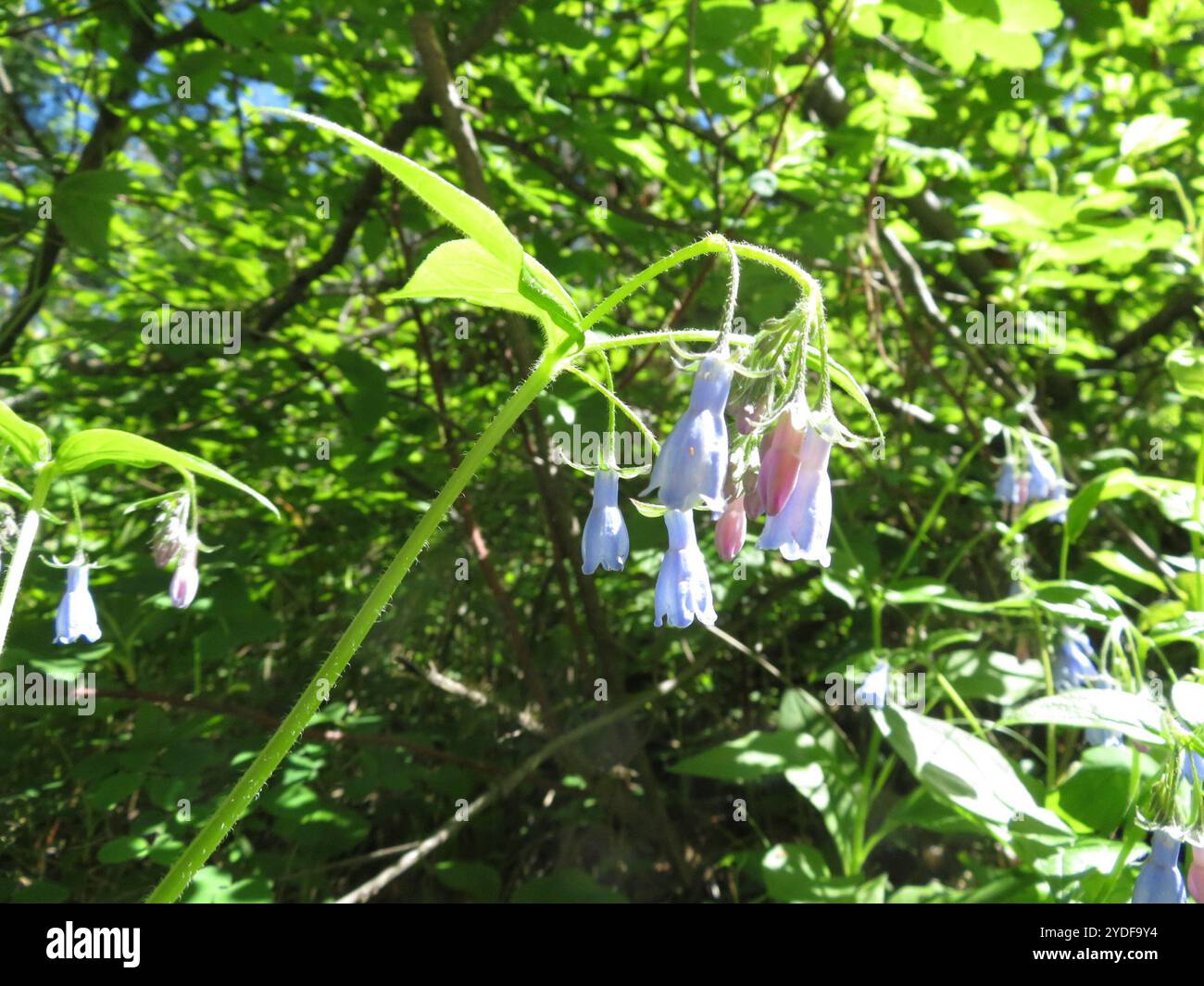 Tall Bluebell (Mertensia paniculata Stock Photo - Alamy