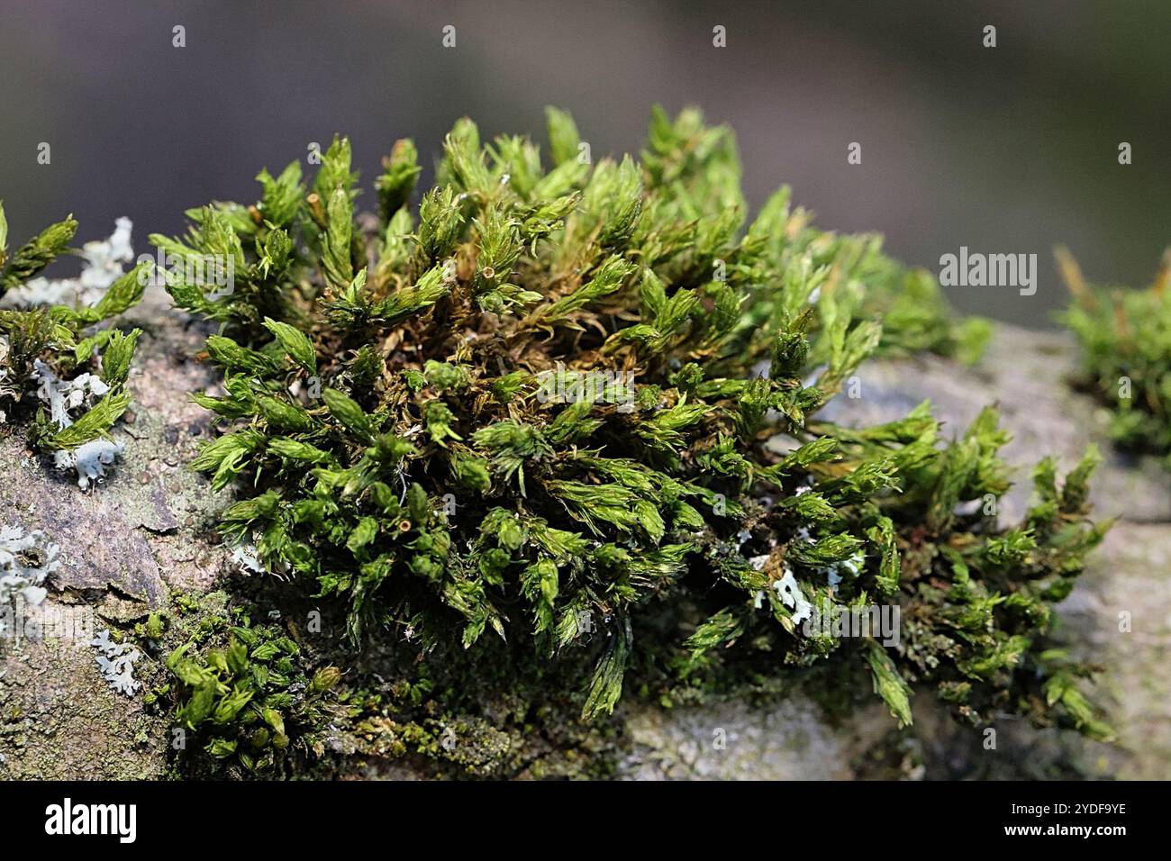 Wood Bristle-moss (Lewinskya affinis Stock Photo - Alamy