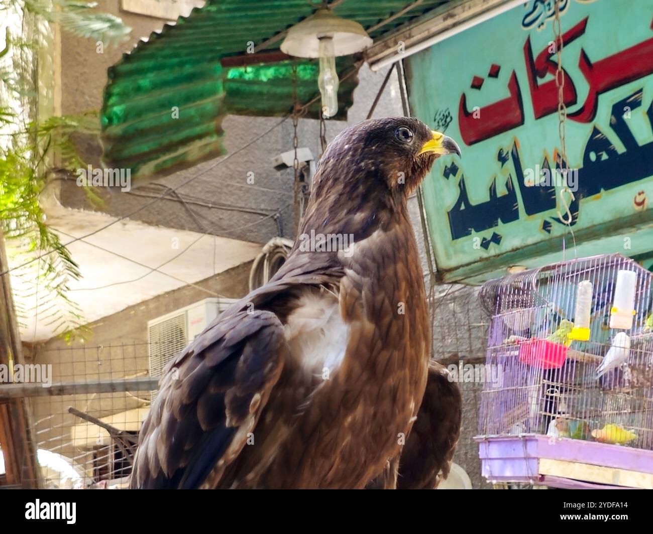 Cairo, Egypt, October 15 2024: Honey buzzard, Pernis Falco apivorus ...