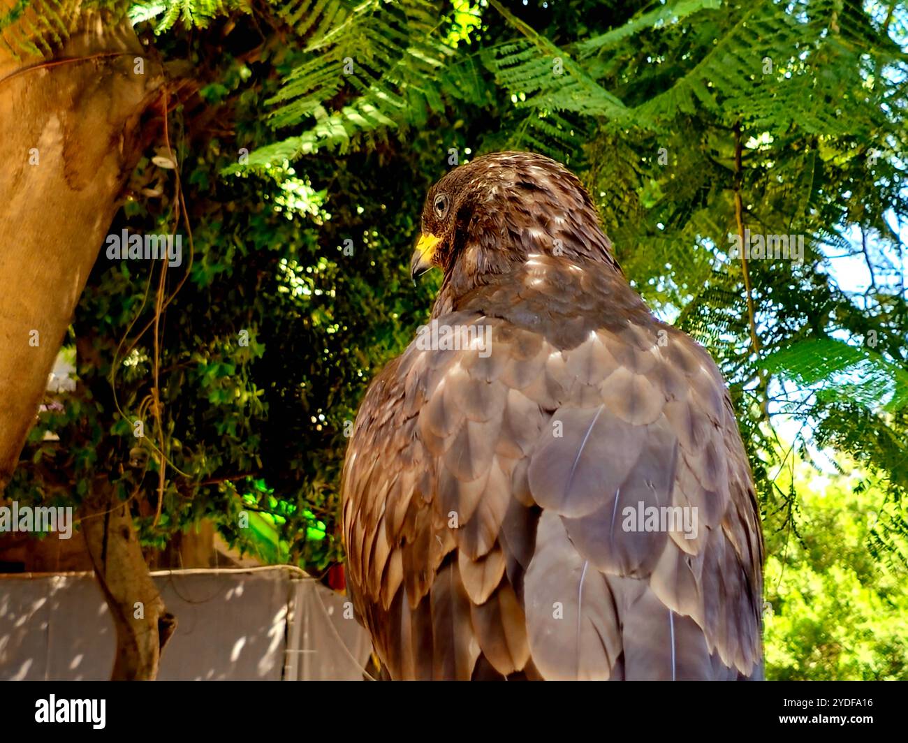 Honey buzzard, Pernis Falco apivorus, family Accipitridae, a genus of ...