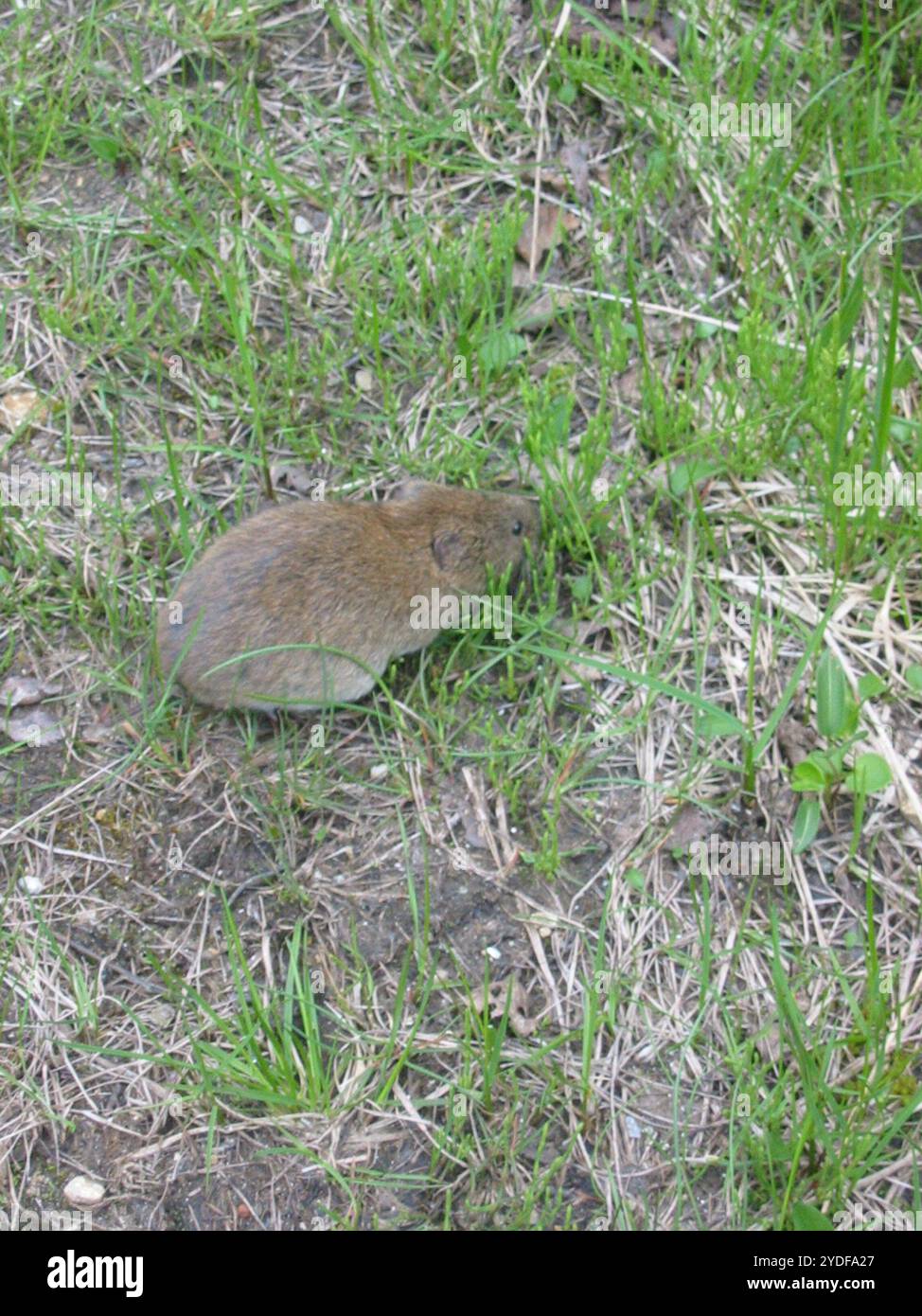 Voles, Lemmings, and Muskrats (Arvicolinae Stock Photo - Alamy