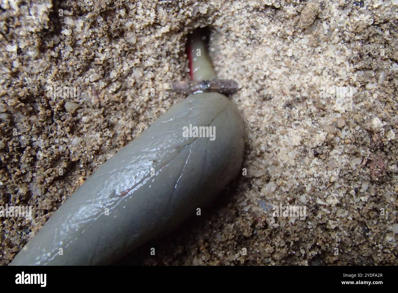 Red Triangle Slug (Triboniophorus graeffei Stock Photo - Alamy