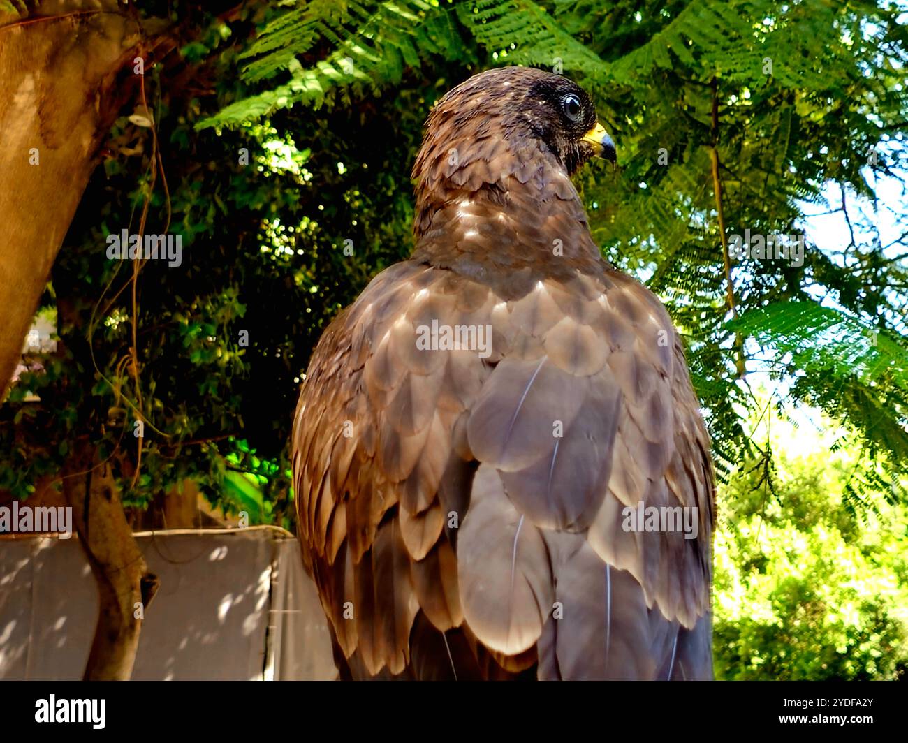 Honey buzzard, Pernis Falco apivorus, family Accipitridae, a genus of ...