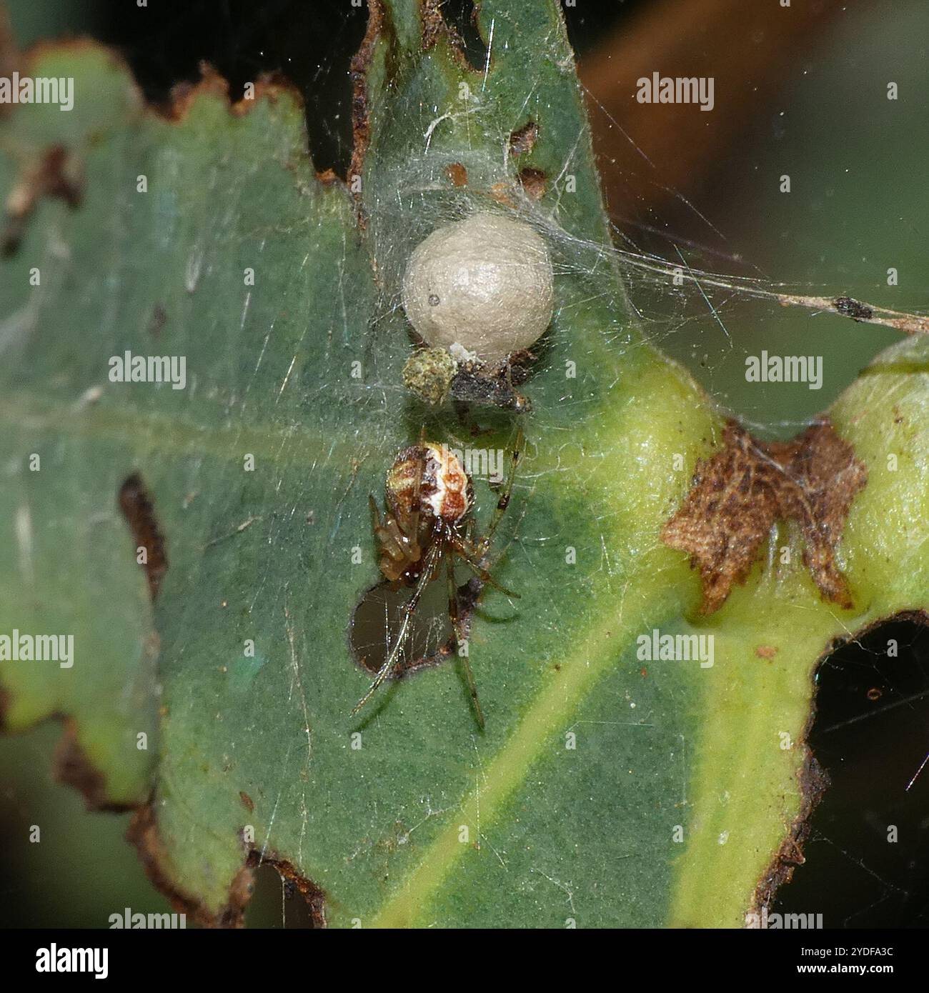 Typical Cobweb Spiders (Theridion Stock Photo - Alamy