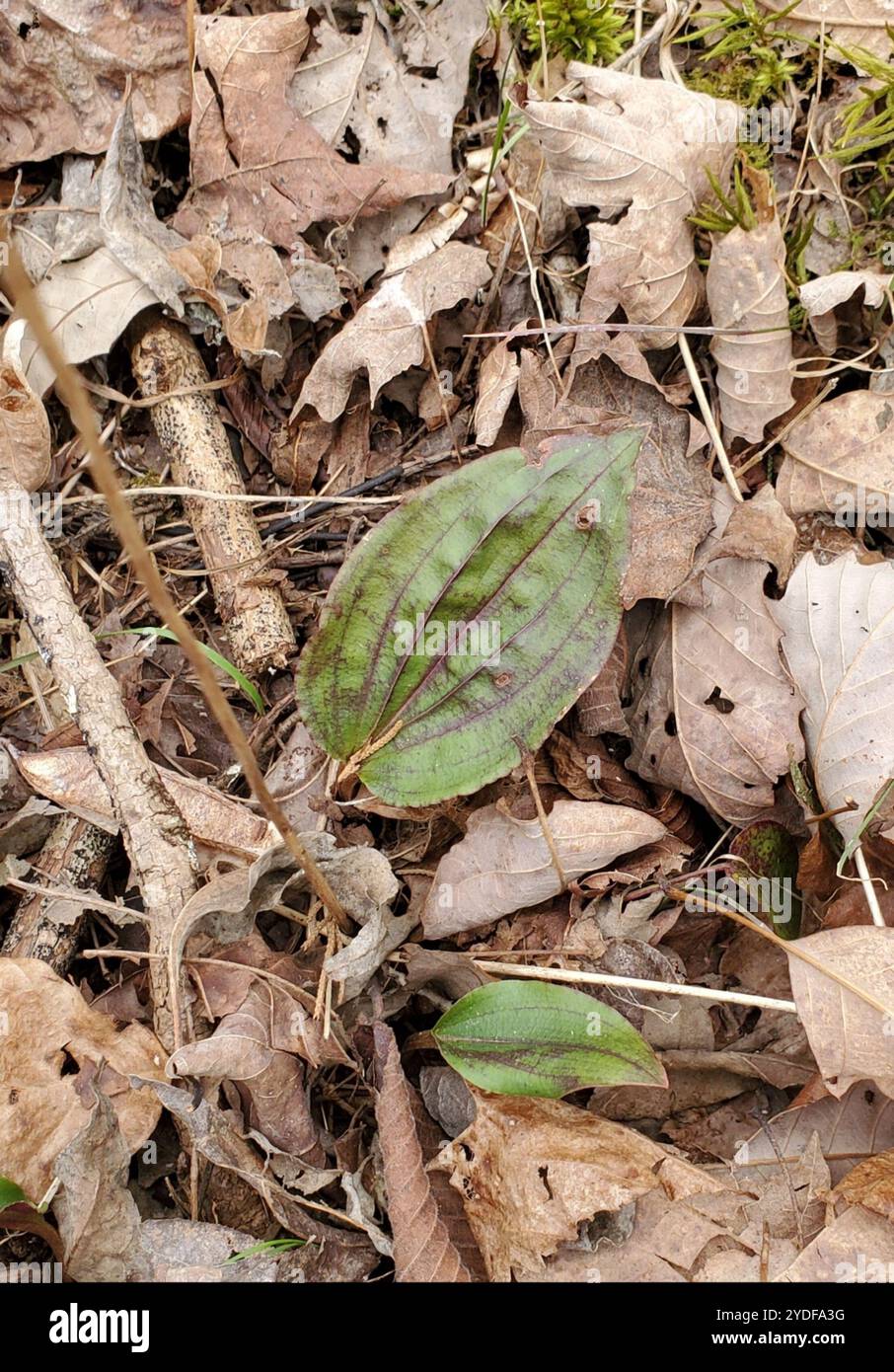 crane-fly orchid (Tipularia discolor Stock Photo - Alamy