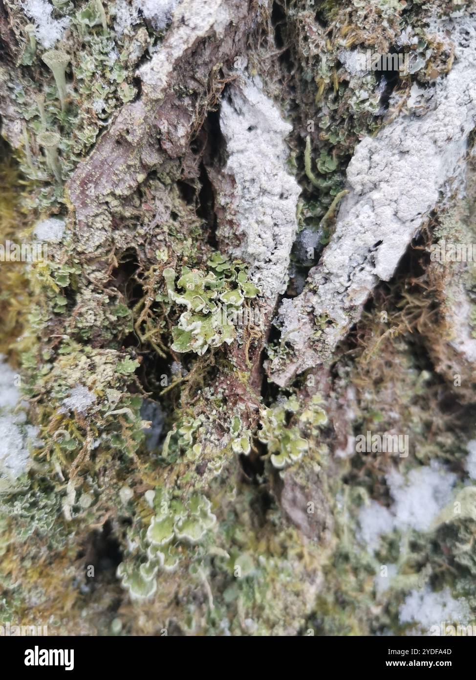 common lichens (Lecanoromycetes Stock Photo - Alamy