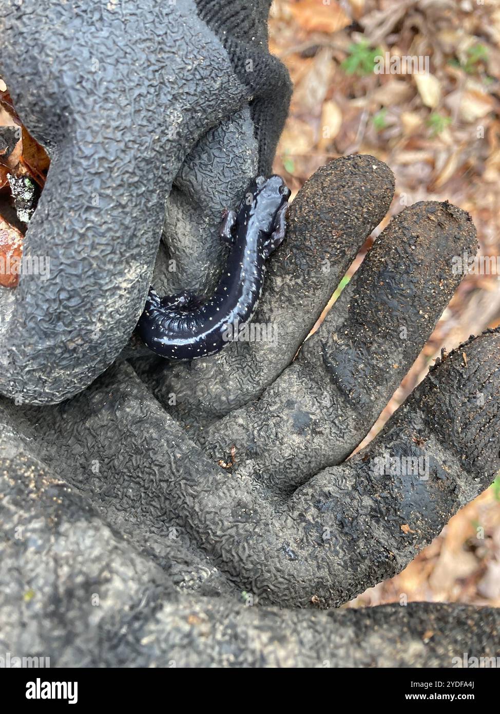 Plethodon salamanders hi-res stock photography and images - Alamy