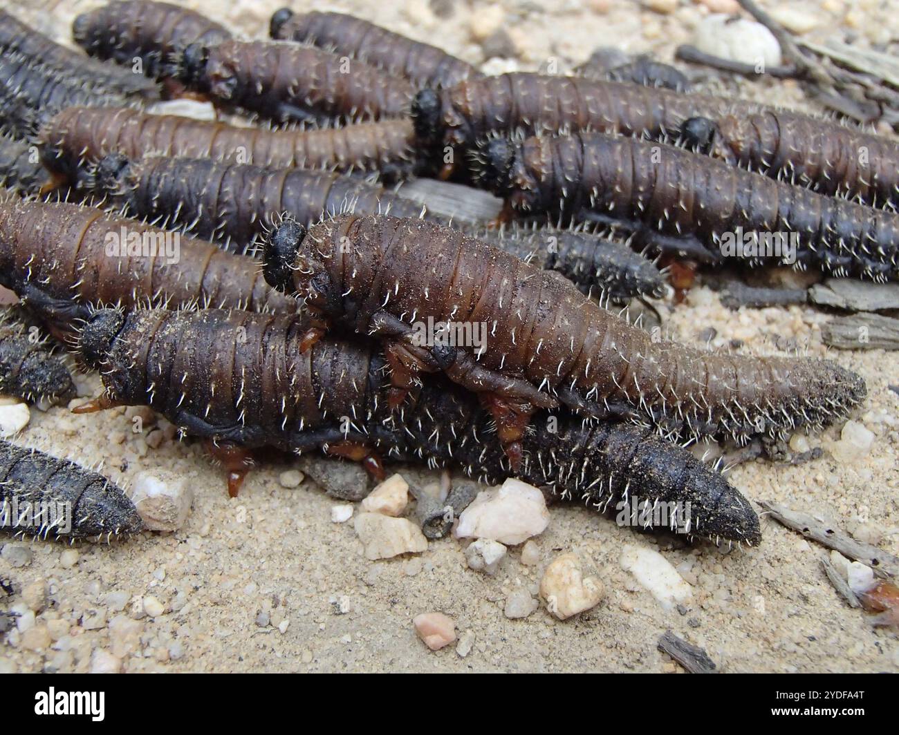 Pergid Sawflies (Pergidae Stock Photo - Alamy