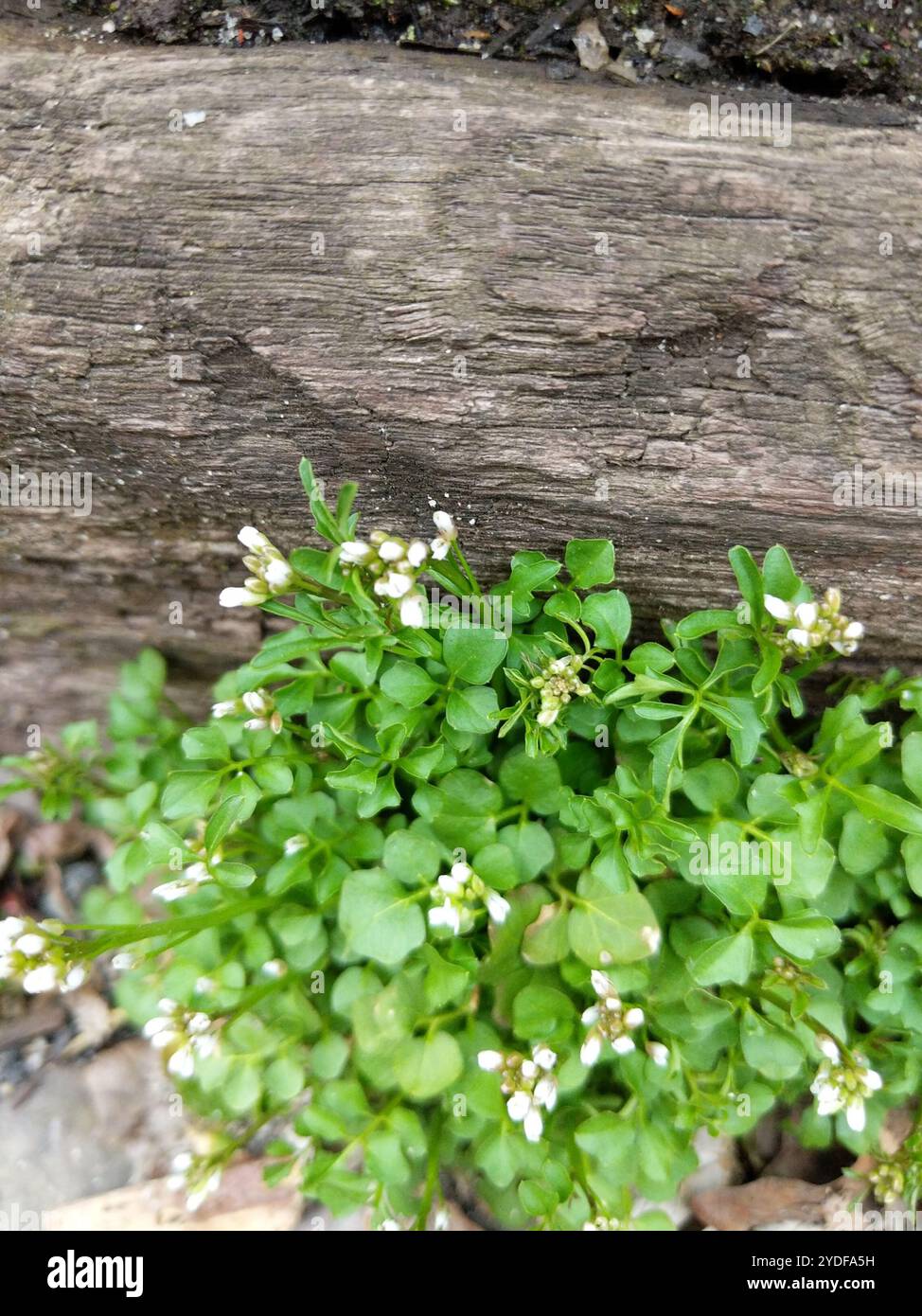 hairy bittercress (Cardamine hirsuta Stock Photo - Alamy