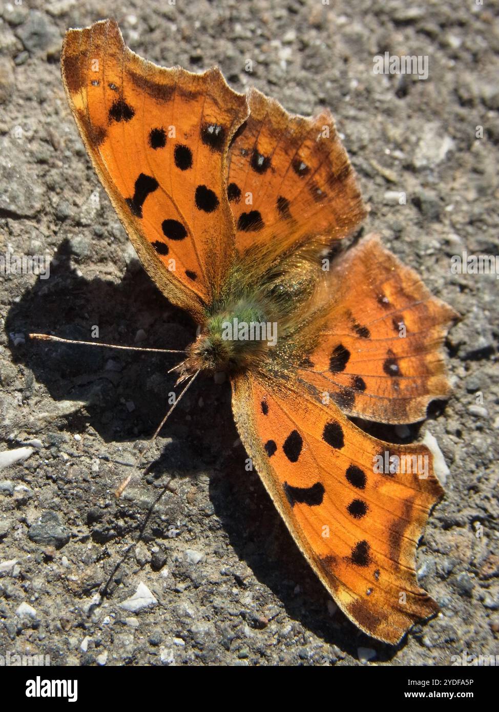 Asian comma hi-res stock photography and images - Alamy