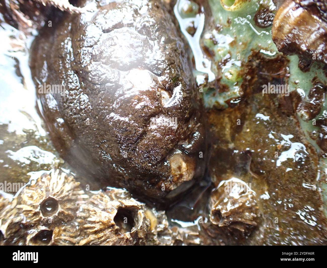 Black Leather Chiton (Katharina tunicata Stock Photo - Alamy