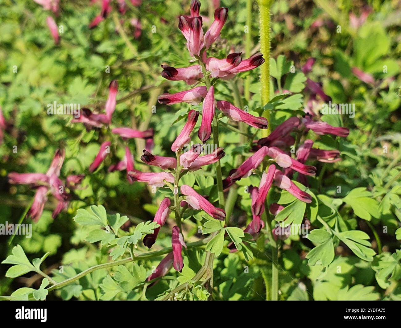 common ramping-fumitory (Fumaria muralis Stock Photo - Alamy
