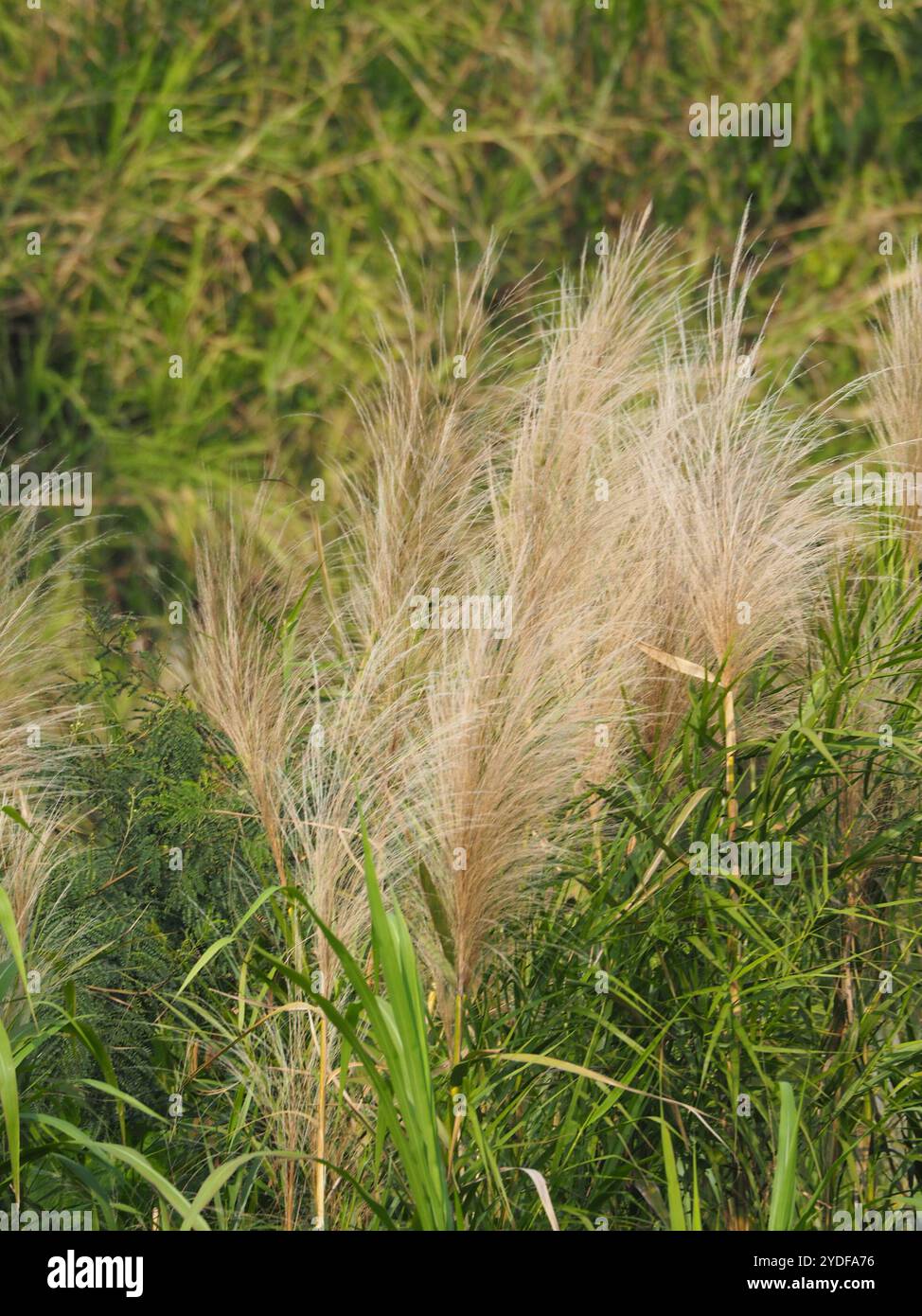 Tall Reed (Phragmites karka Stock Photo - Alamy