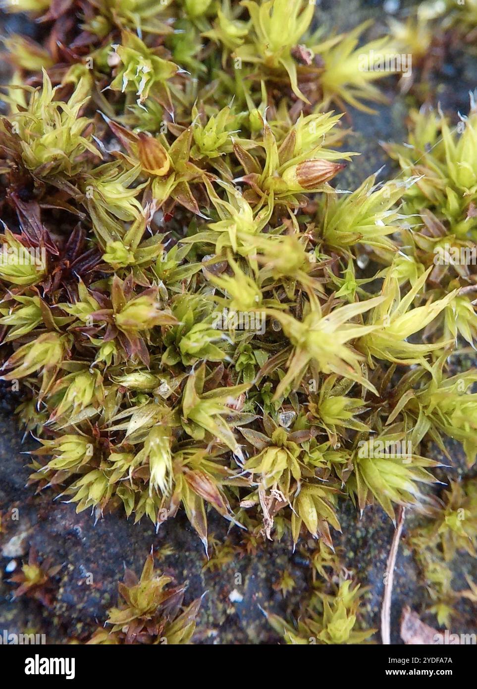 Wood Bristle-moss (Lewinskya affinis Stock Photo - Alamy
