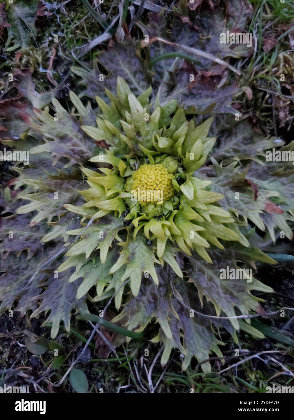 Sanicula arctopoides hi-res stock photography and images - Alamy