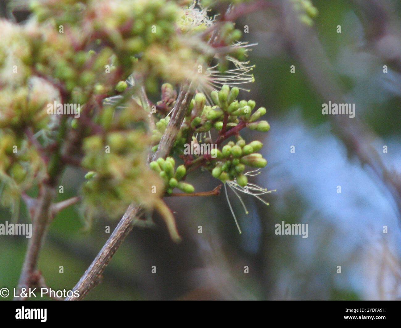 Catclaw Blackbead (Pithecellobium unguis-cati Stock Photo - Alamy