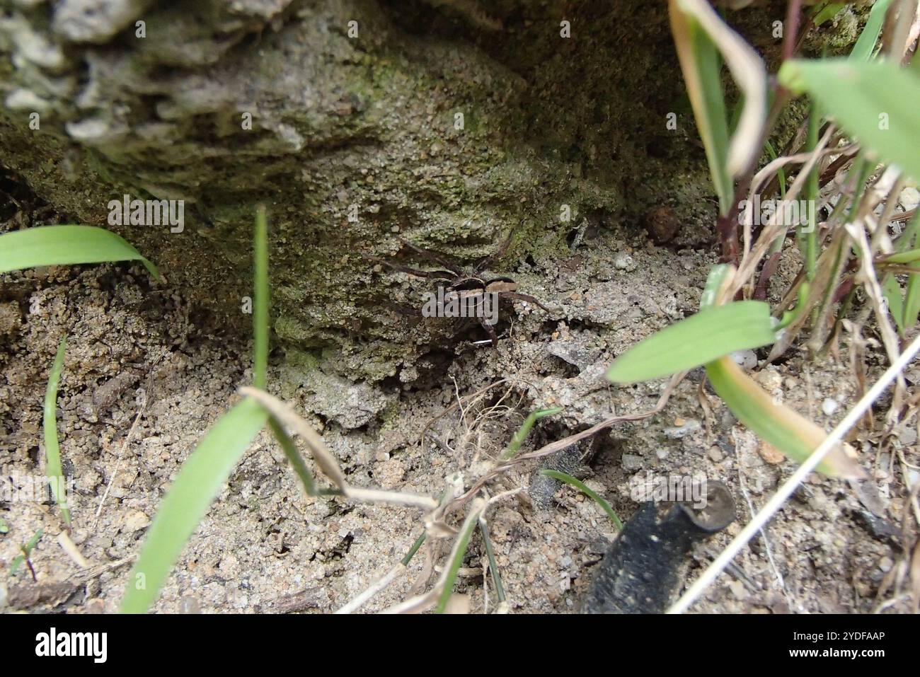 Wolf Spiders and Allies (Lycosoidea Stock Photo - Alamy