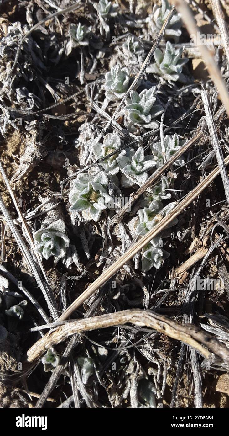 Low Pussytoes (Antennaria dimorpha Stock Photo - Alamy