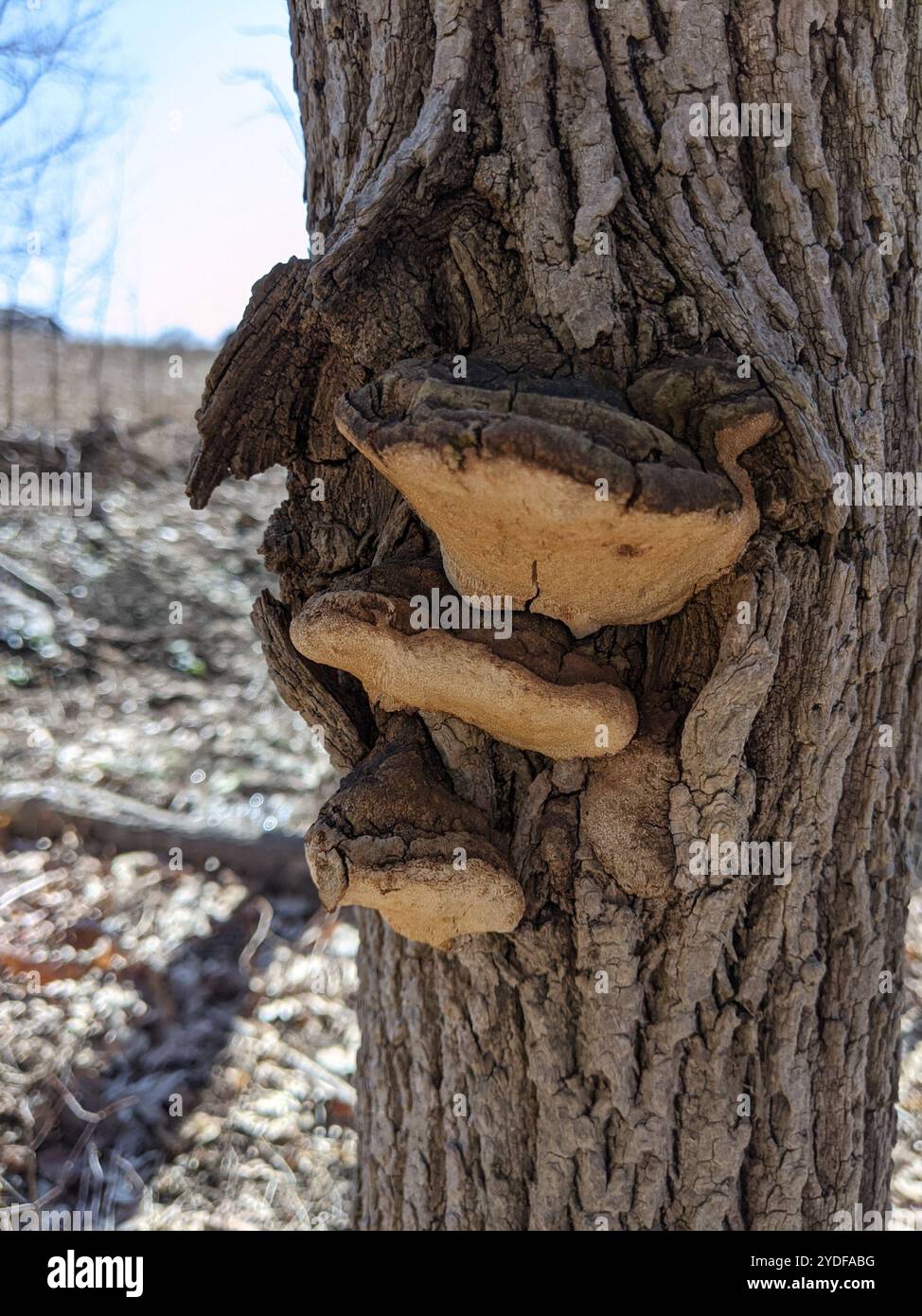 Cracked Cap Polypore (Fulvifomes robiniae Stock Photo - Alamy