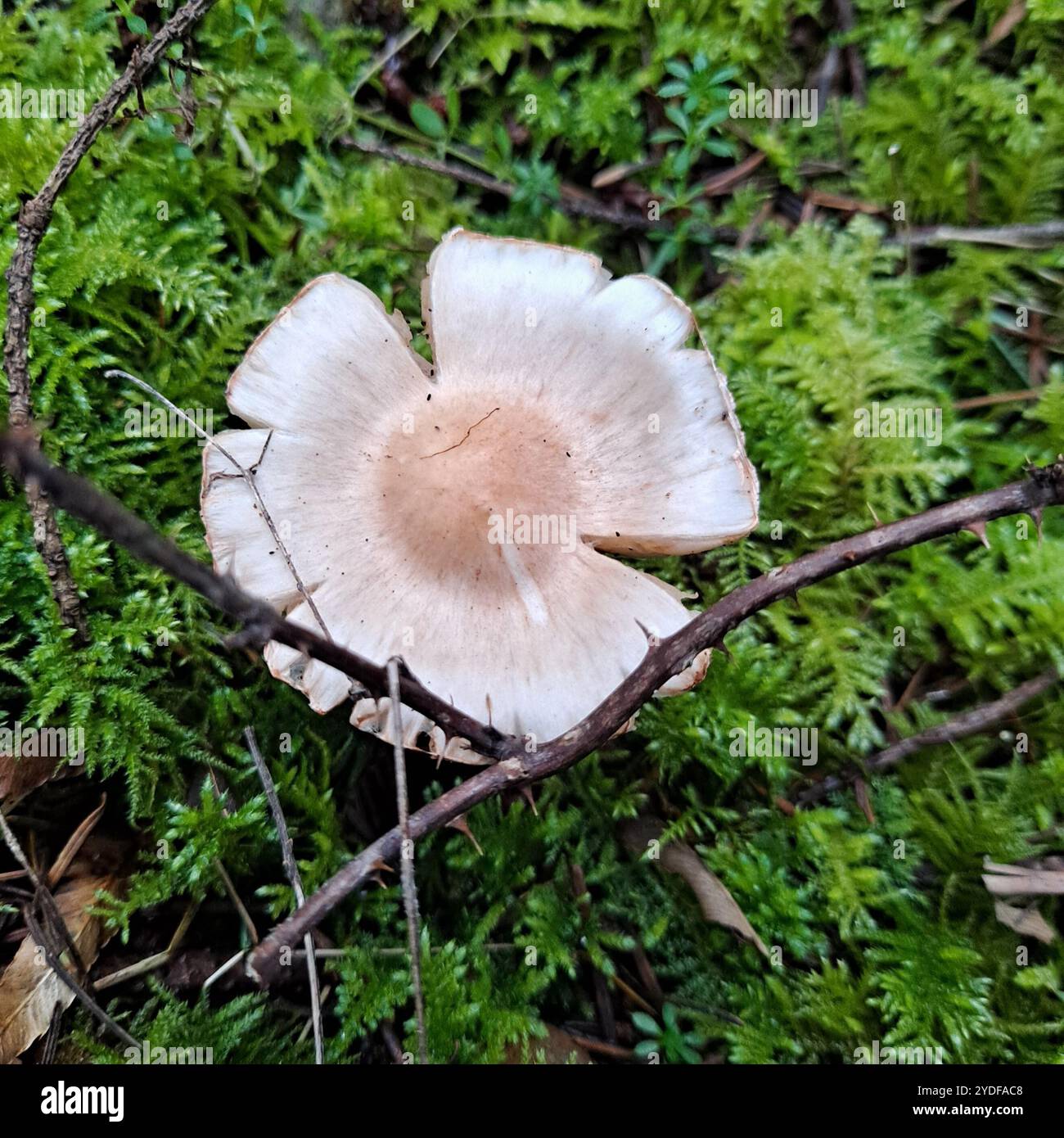 Clitocybe fragrans hi-res stock photography and images - Alamy