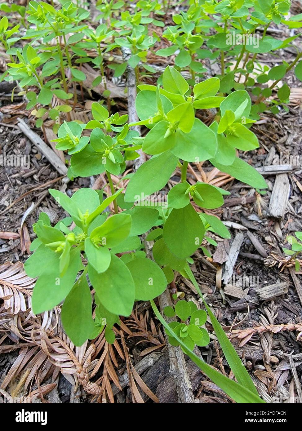 Petty Spurge (Euphorbia peplus Stock Photo - Alamy