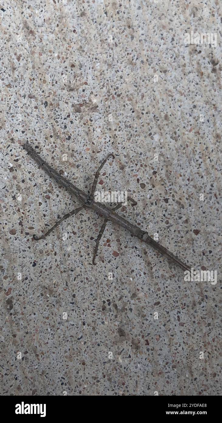 Giant Walkingstick (Megaphasma denticrus Stock Photo - Alamy