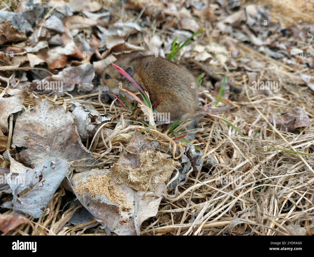 Western deer mouse hi-res stock photography and images - Alamy