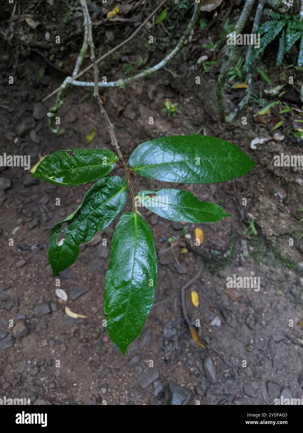 creek sandpaper fig (Ficus coronata Stock Photo - Alamy