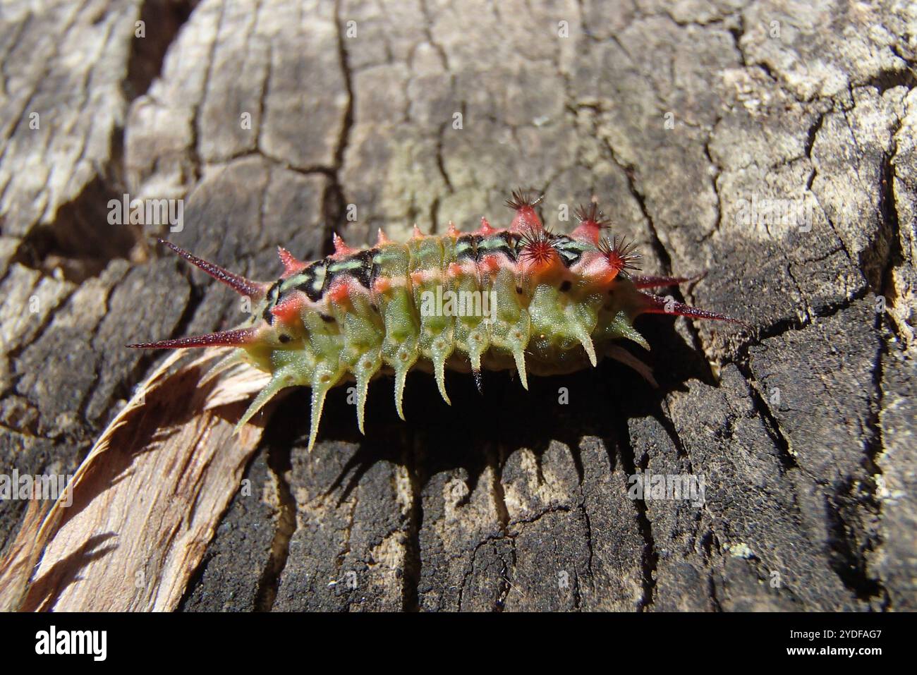 Four-spotted Cup Moth (Doratifera quadriguttata Stock Photo - Alamy