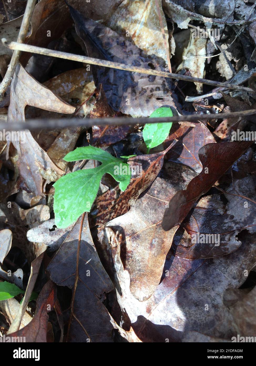 three-leaved rattlesnake root (Nabalus trifoliolatus Stock Photo - Alamy