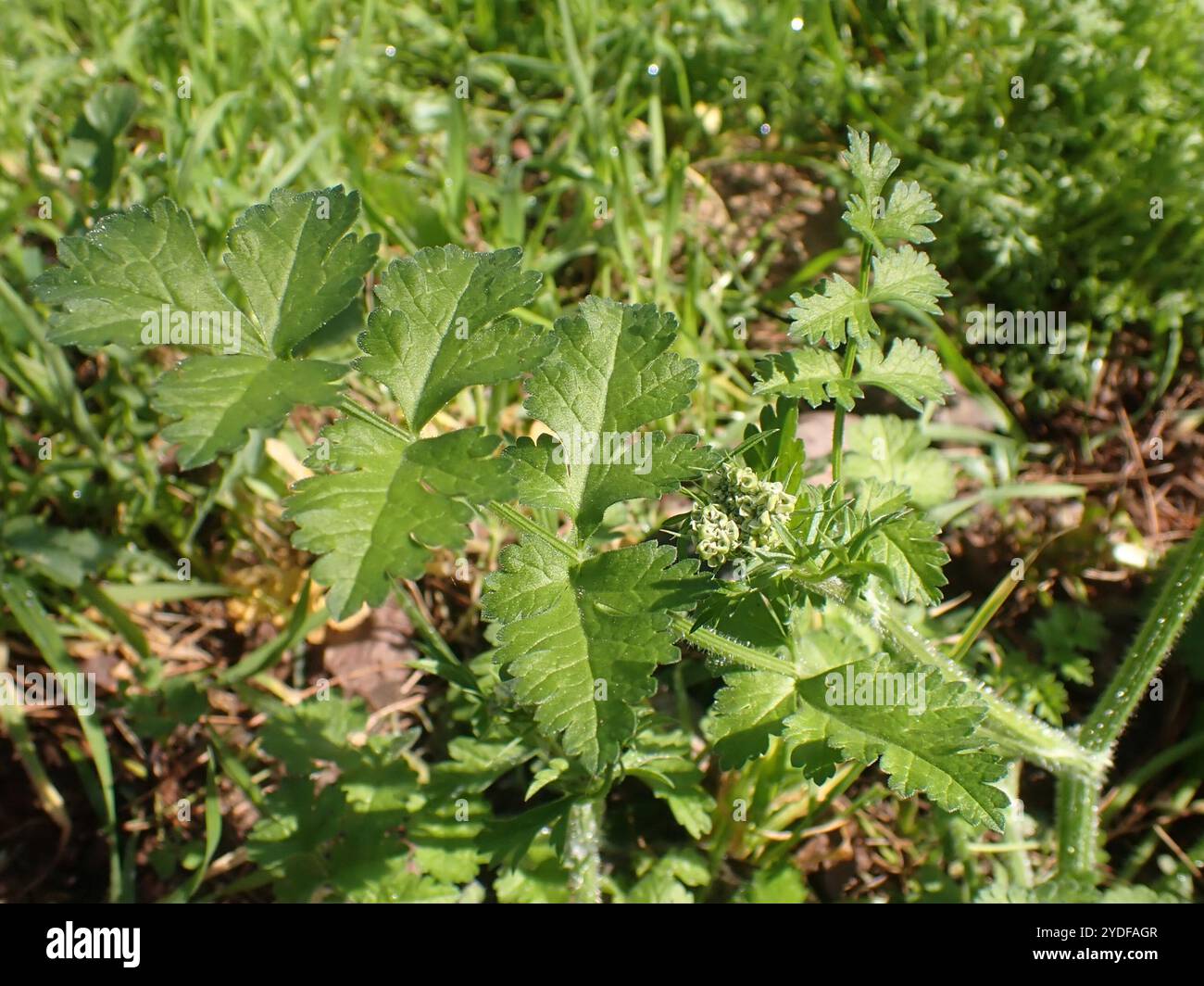 Mediterranean Hartwort (Tordylium apulum Stock Photo - Alamy