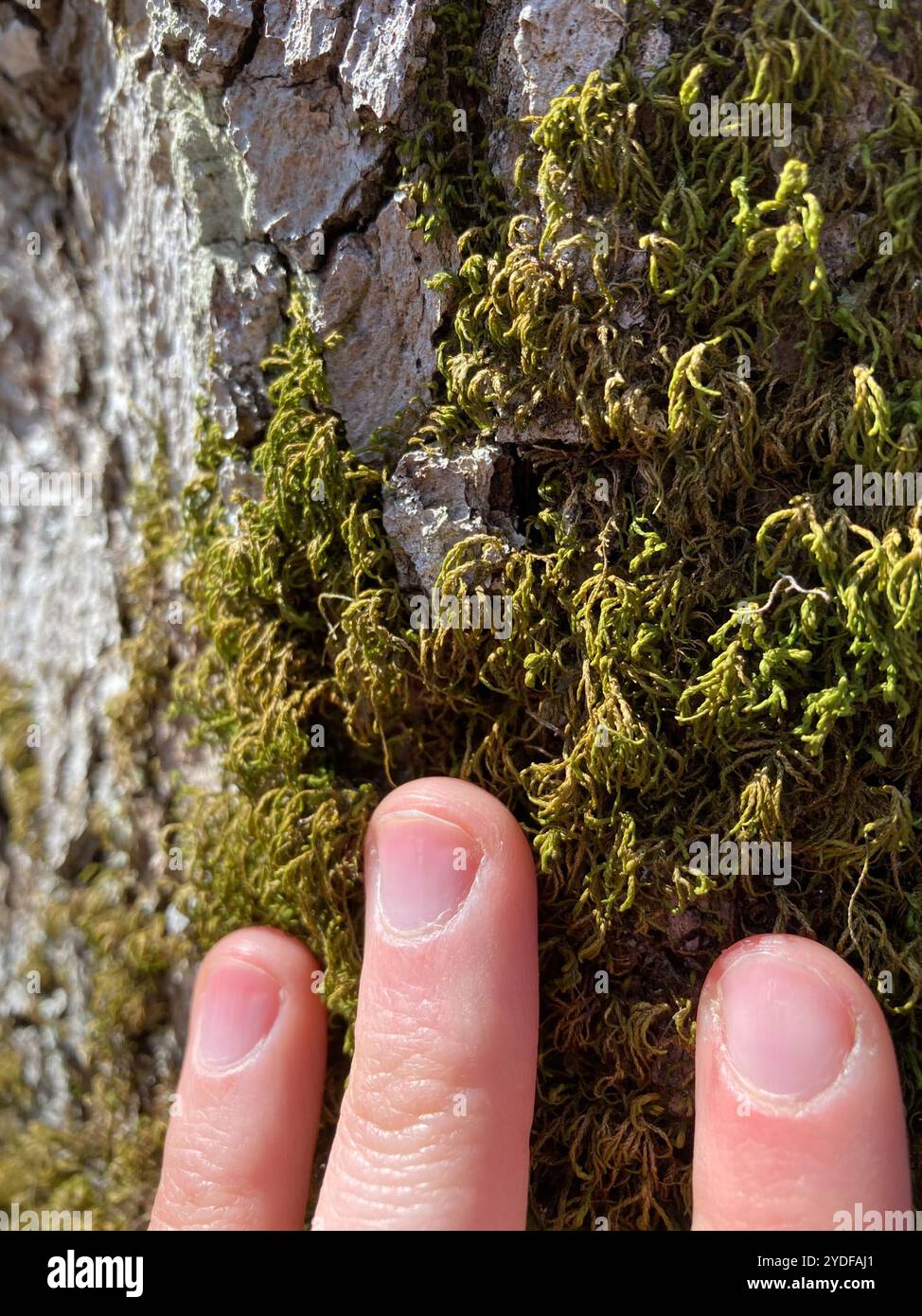 tree-skirt moss (Pseudanomodon attenuatus Stock Photo - Alamy