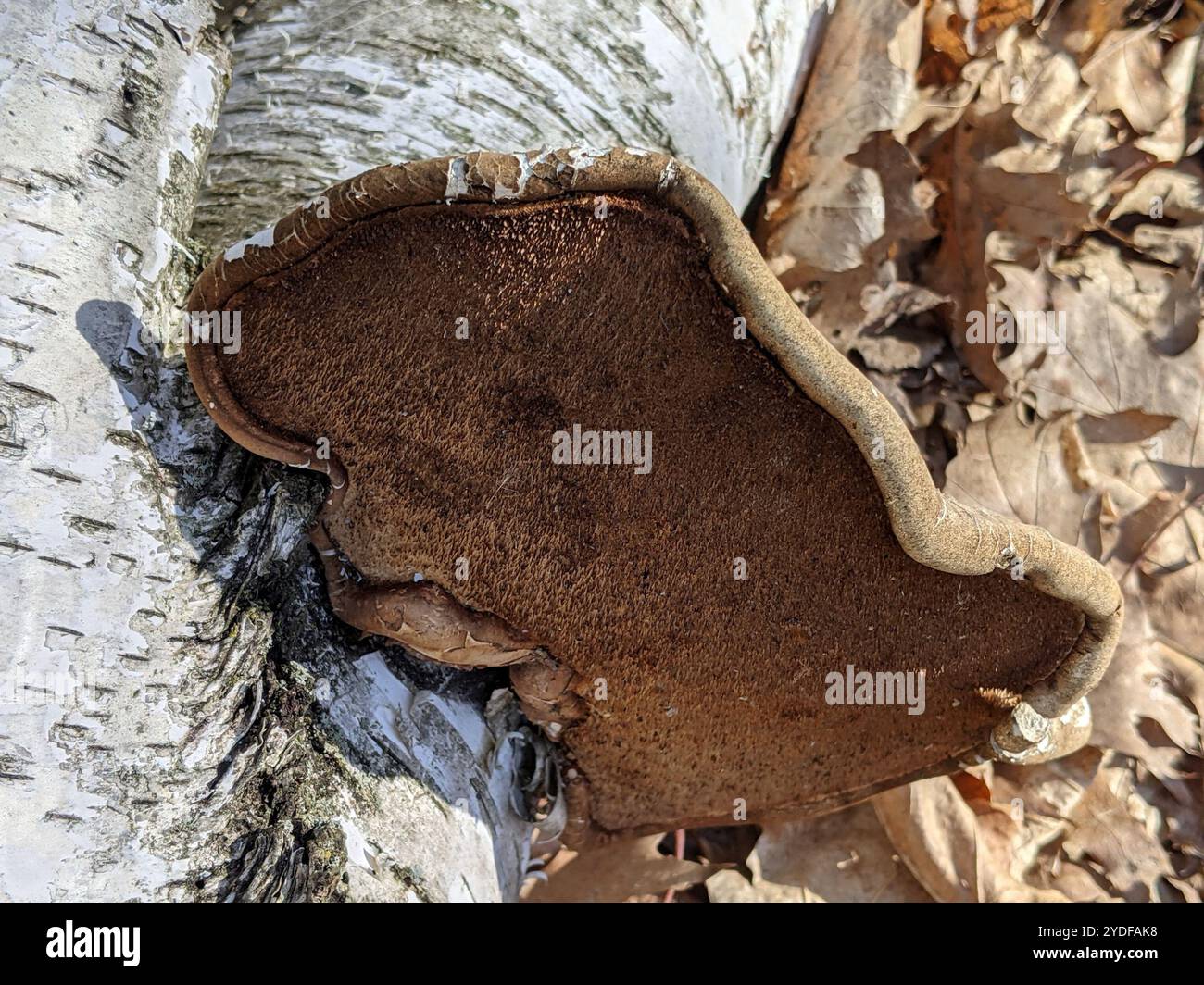 birch polypore (Fomitopsis betulina Stock Photo - Alamy