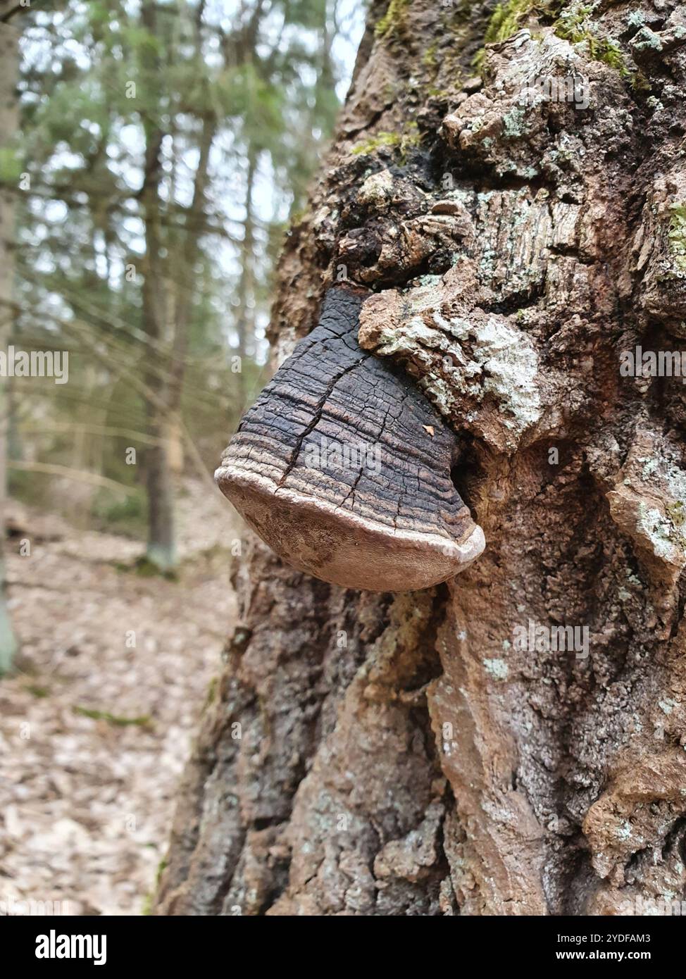 Aspen Bracket (Phellinus tremulae Stock Photo - Alamy