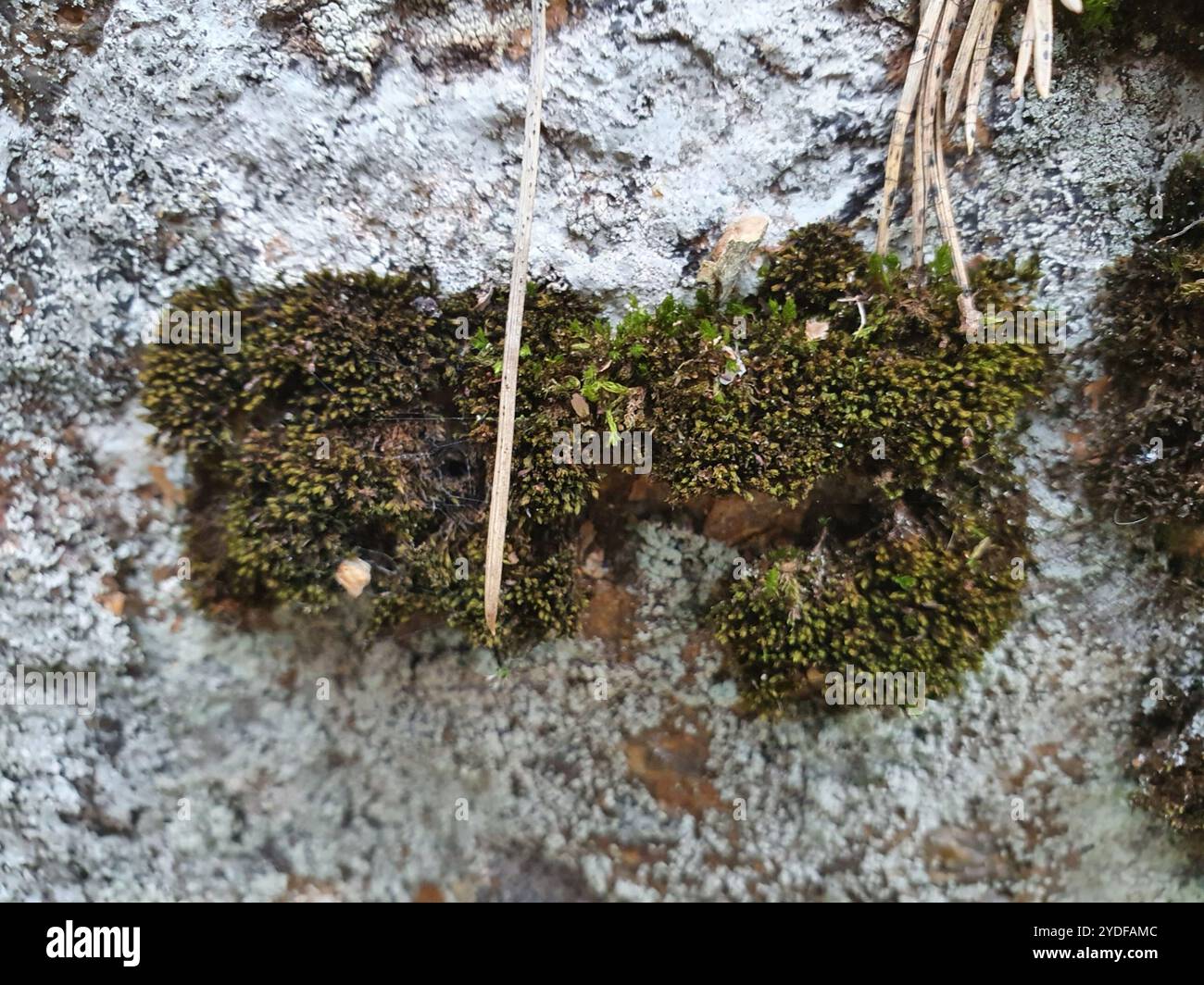 Black Rock Moss (Andreaea rupestris Stock Photo - Alamy