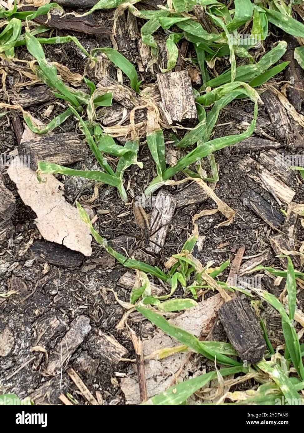 Typical Crane Flies (Tipuloidea Stock Photo - Alamy