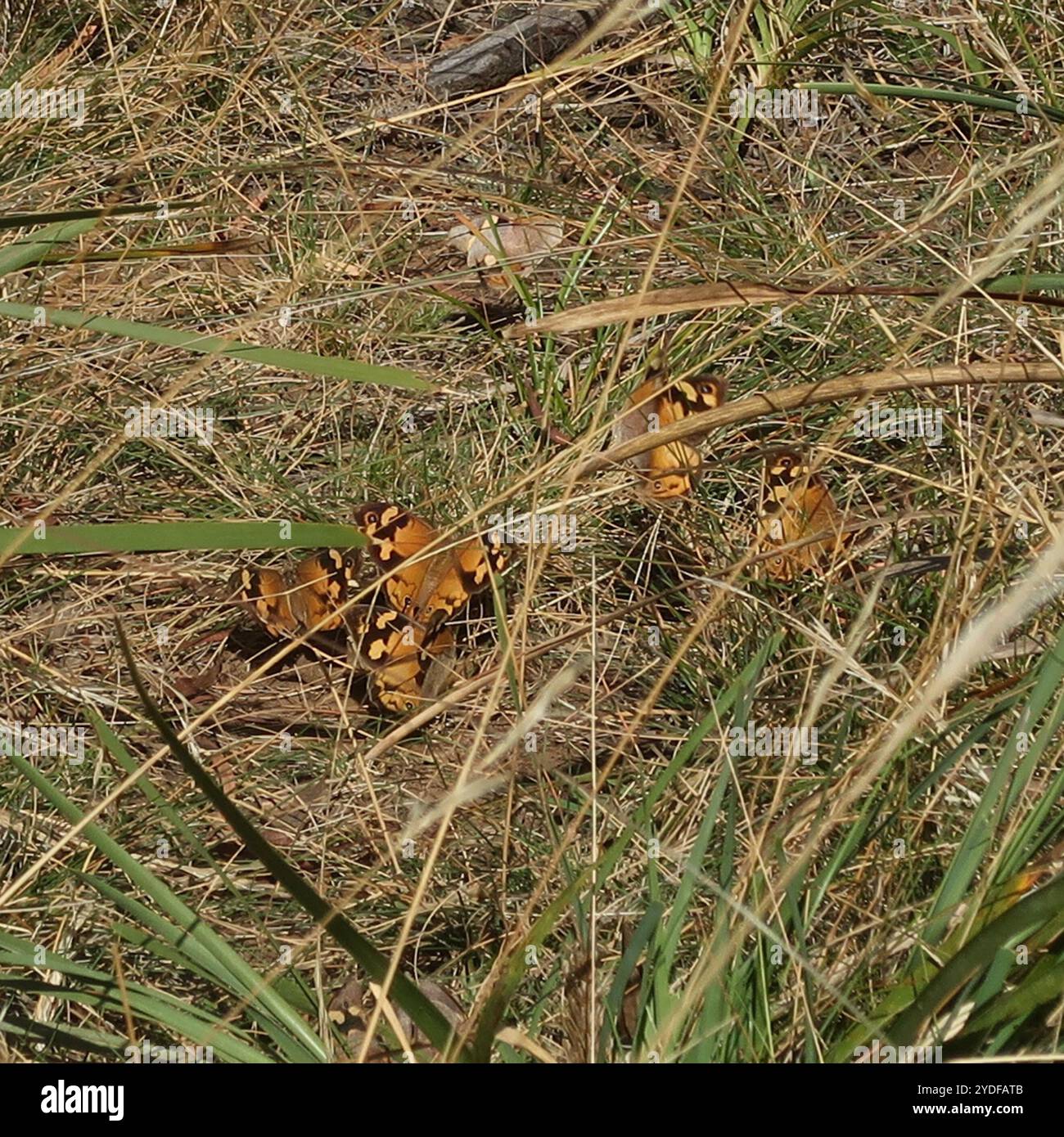 Common Brown (Heteronympha merope Stock Photo - Alamy
