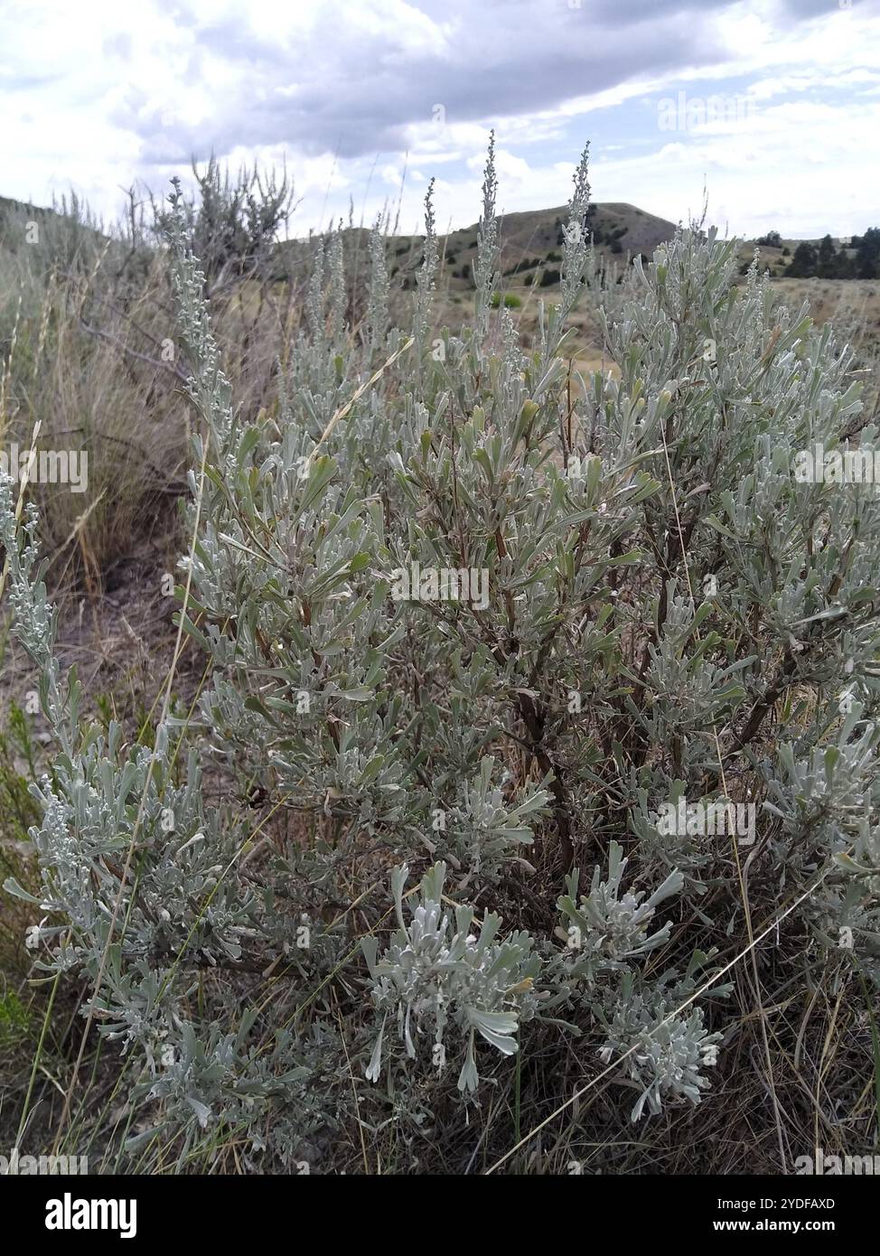 Artemisia tridentata wyomingensis hi-res stock photography and images ...