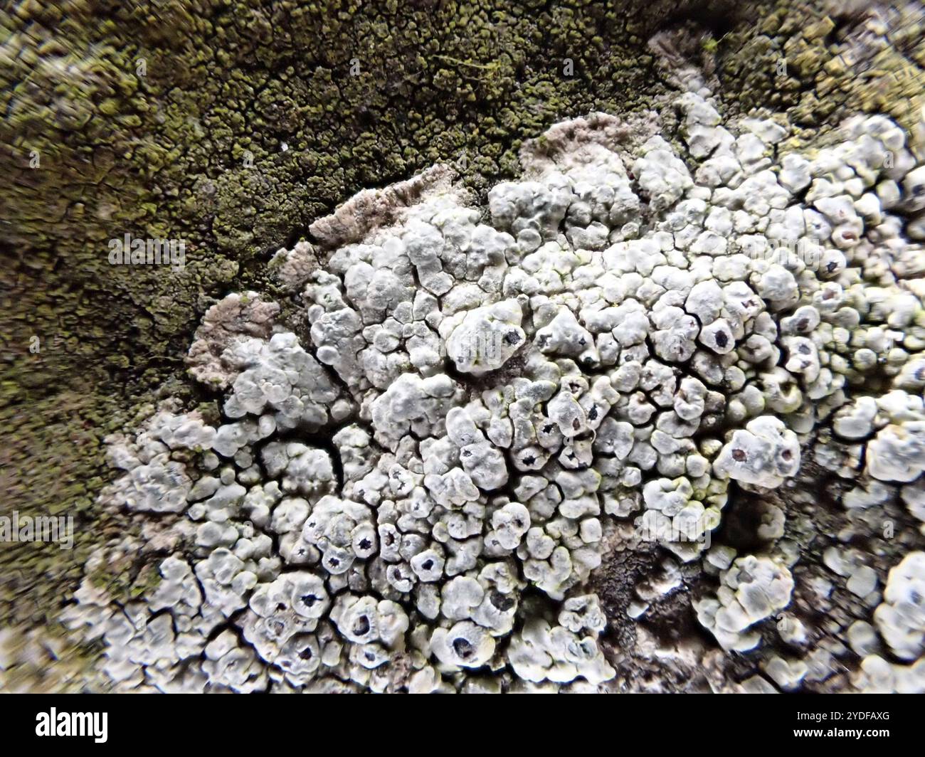 Chiseled Sunken Disk Lichen (Circinaria contorta Stock Photo - Alamy