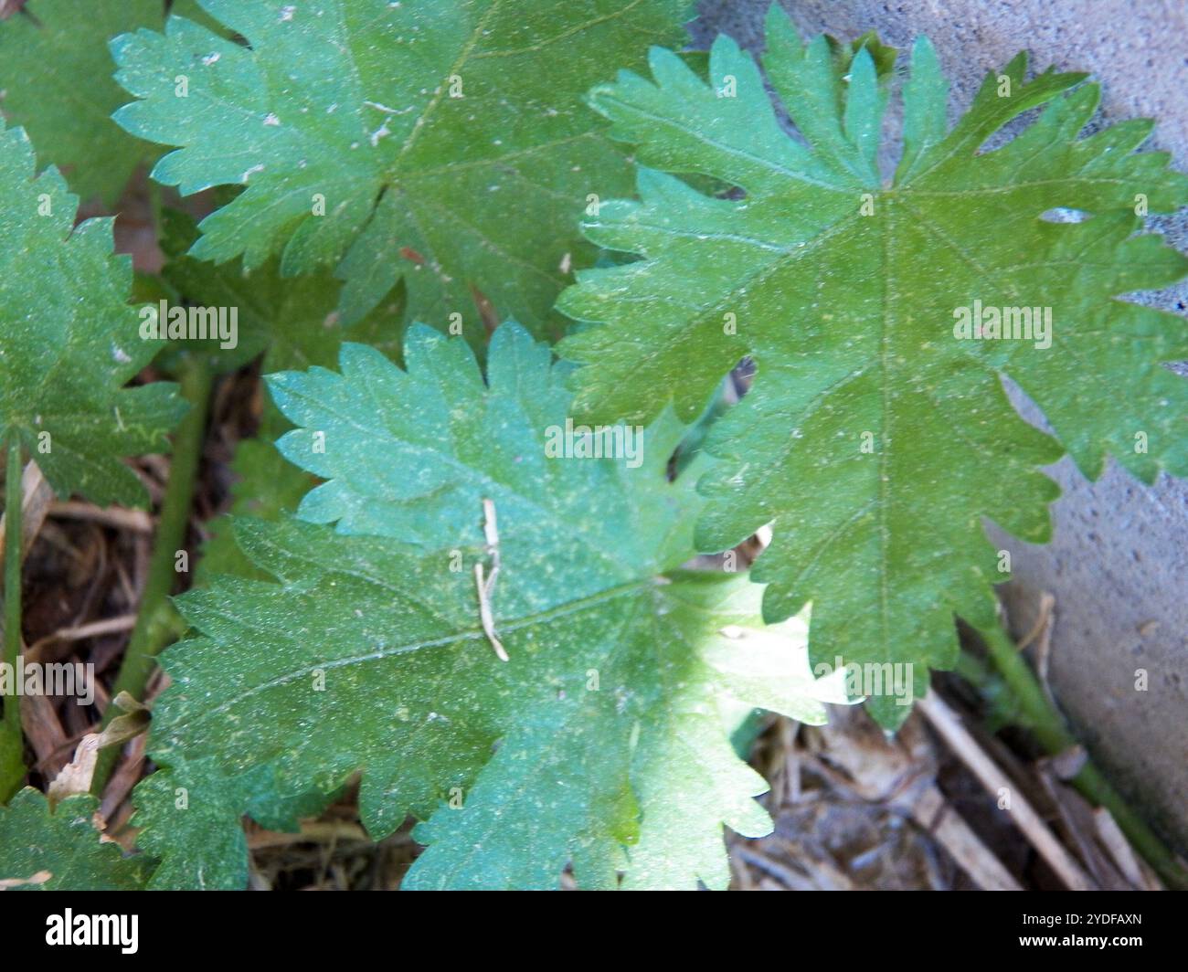Carolina Bristlemallow (Modiola caroliniana Stock Photo - Alamy