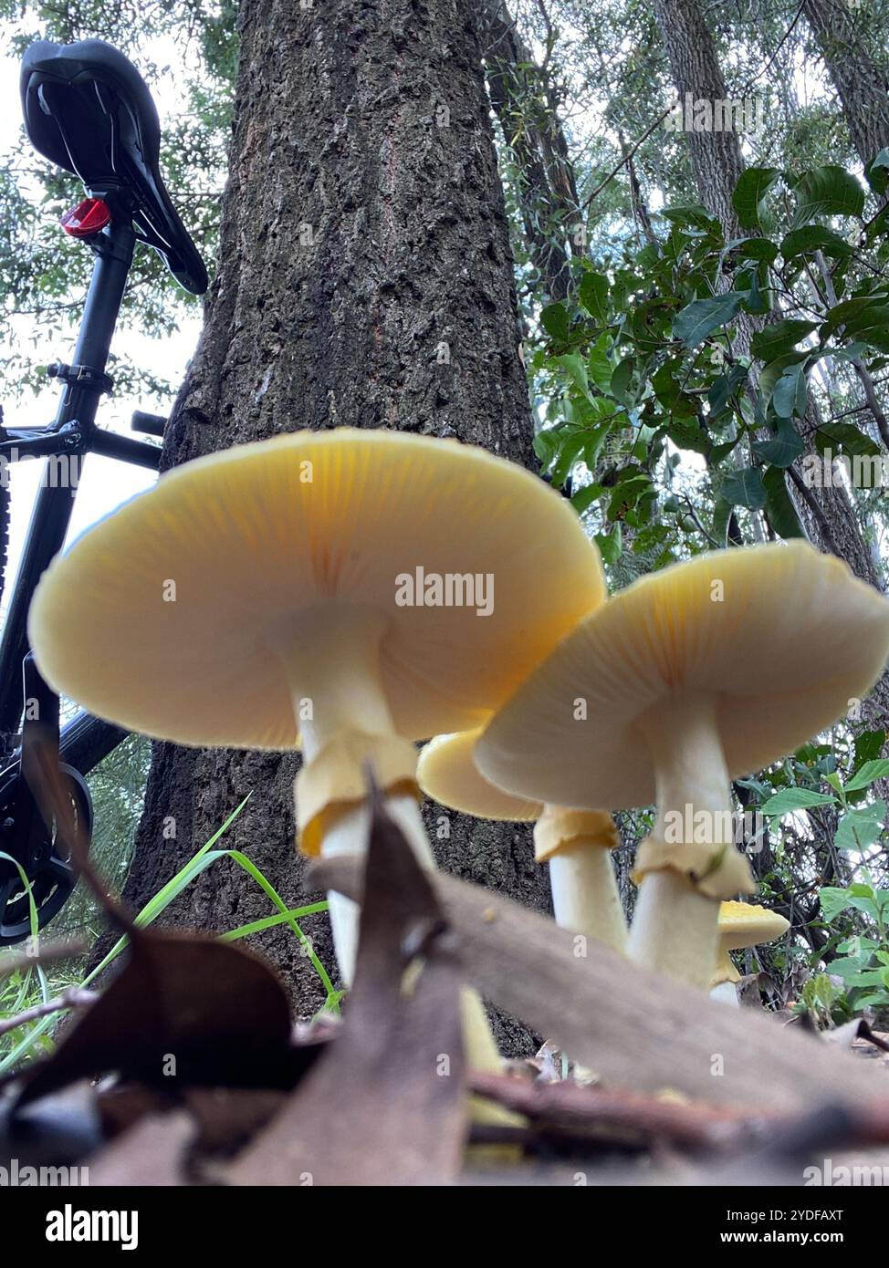 Australian Yellow Dust Amanita (Amanita flavella Stock Photo - Alamy