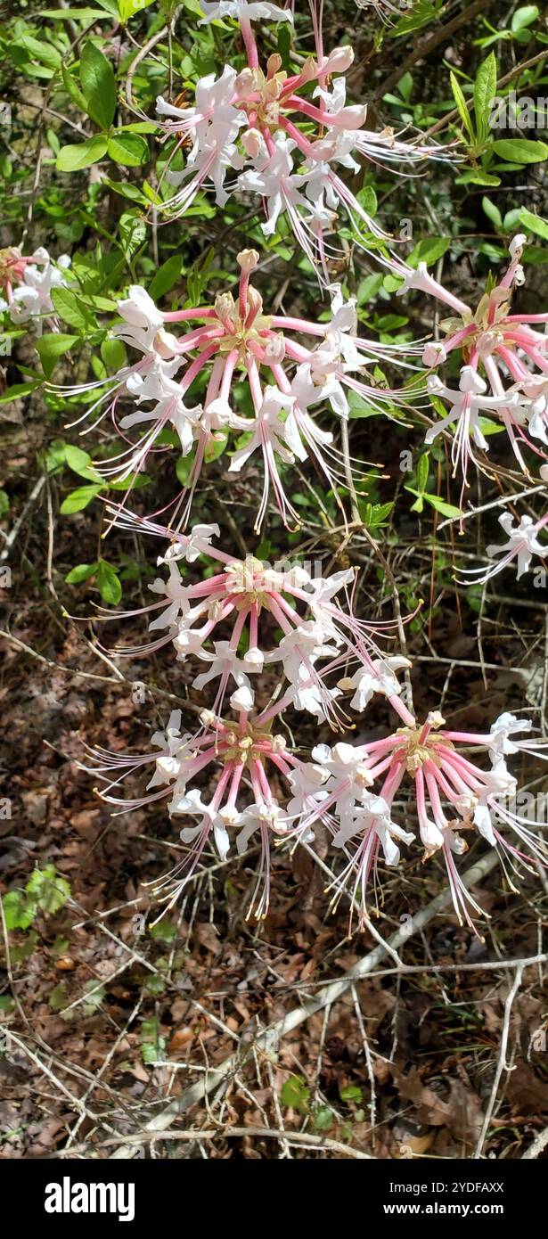 Mountain Azalea (Rhododendron canescens Stock Photo - Alamy