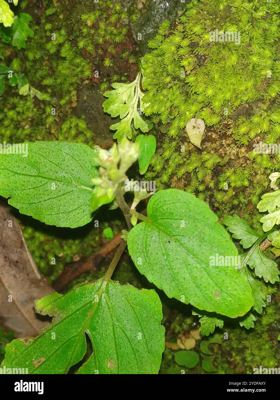 Epithema hi-res stock photography and images - Alamy