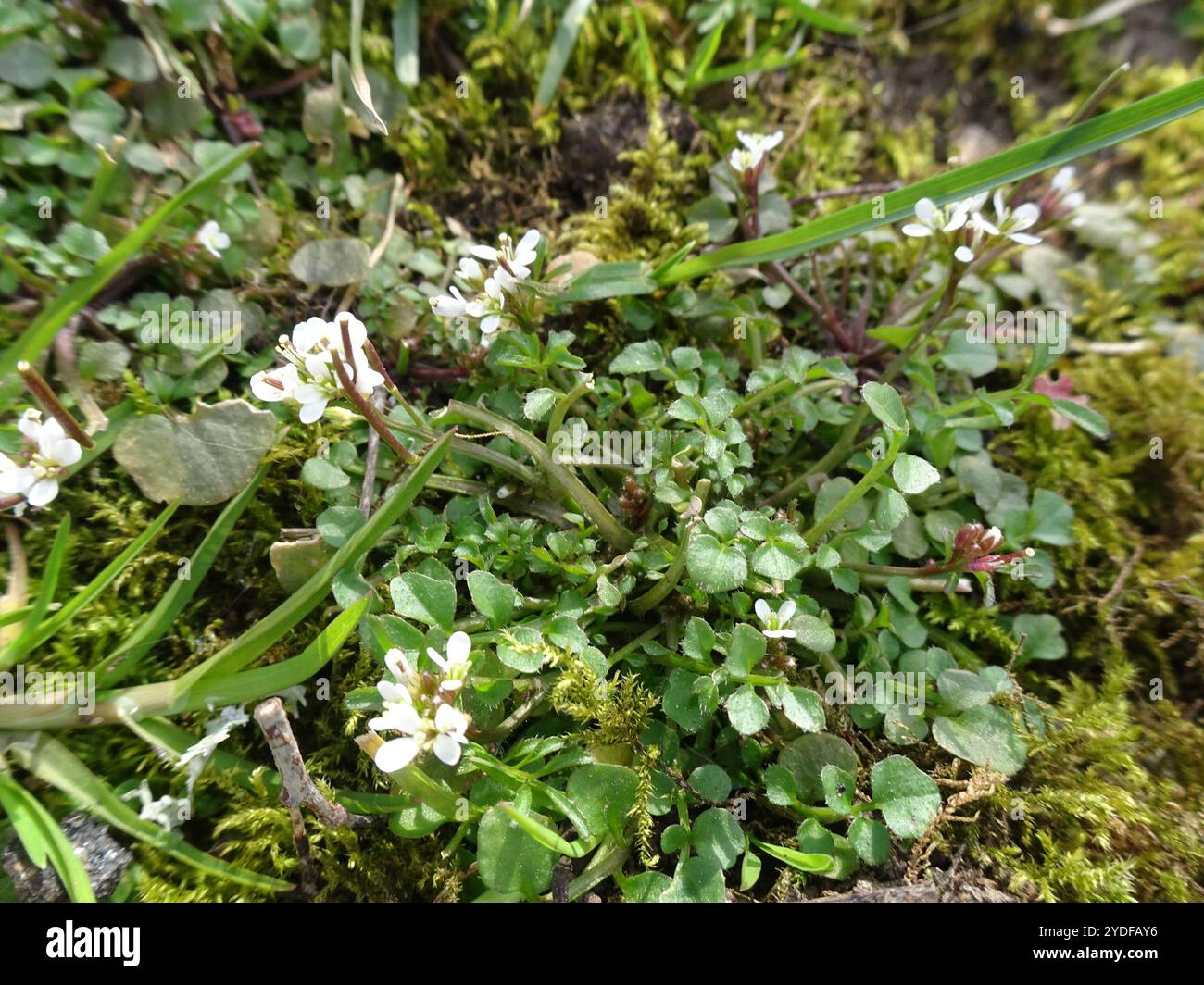 hairy bittercress (Cardamine hirsuta Stock Photo - Alamy