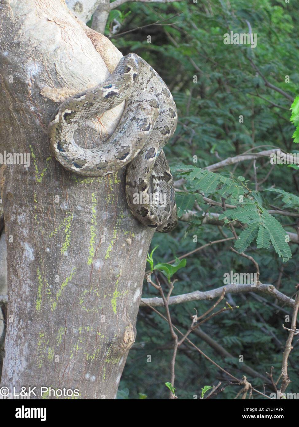 Corallus grenadensis hi-res stock photography and images - Alamy