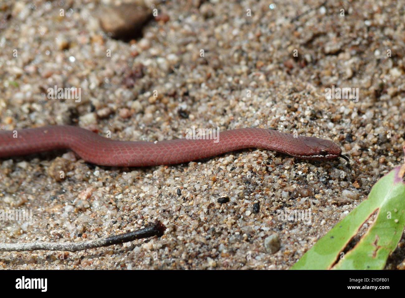 White-lipped Snake (Drysdalia coronoides Stock Photo - Alamy