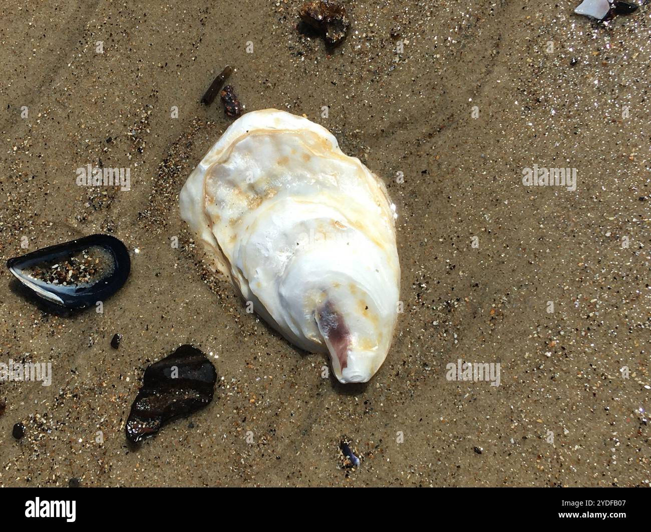 Eastern Oyster (Crassostrea virginica Stock Photo - Alamy
