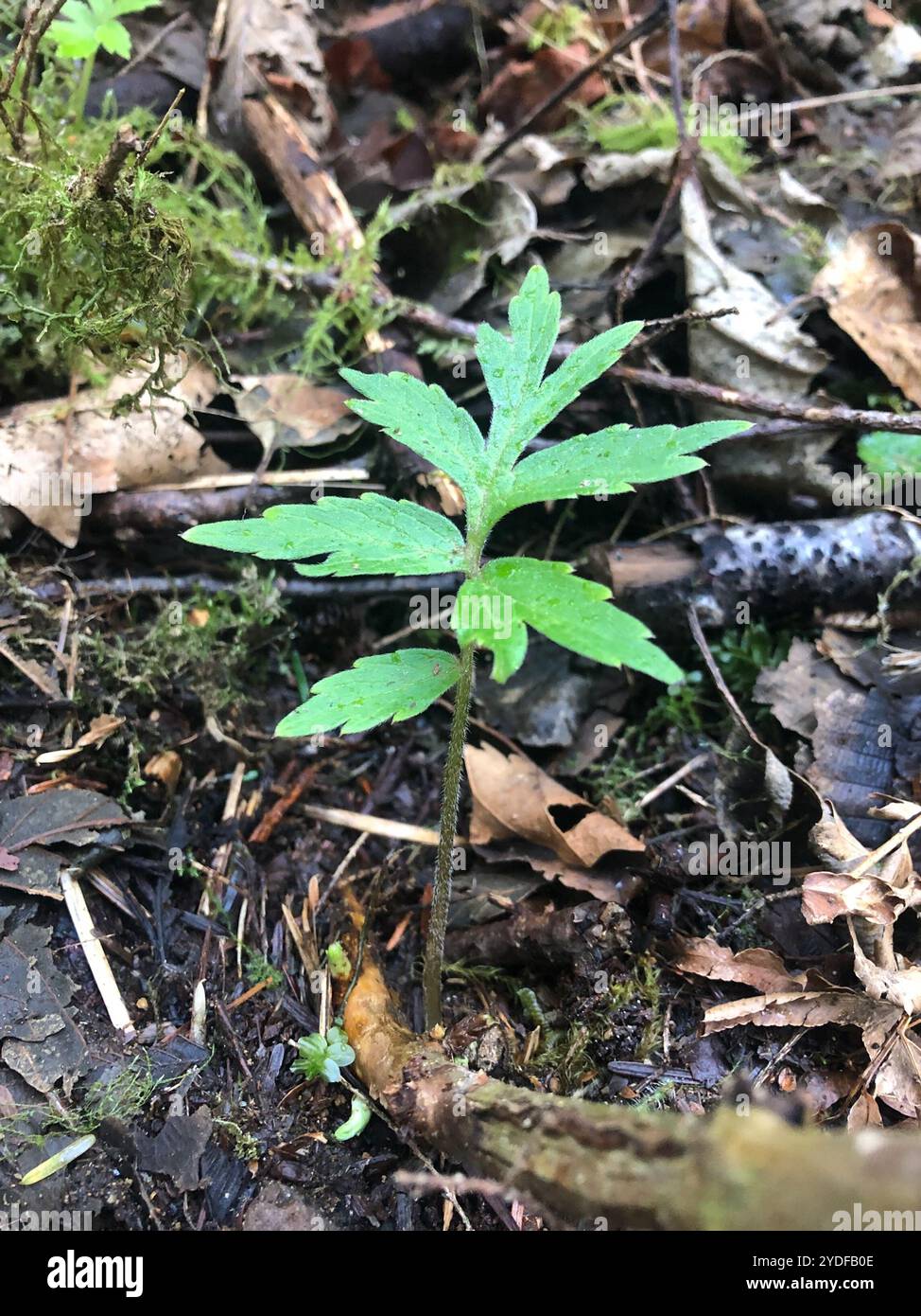 Pacific Waterleaf (Hydrophyllum tenuipes Stock Photo - Alamy