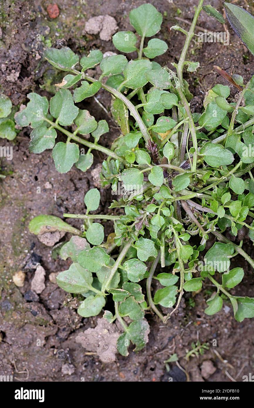 wavy bittercress (Cardamine flexuosa Stock Photo - Alamy