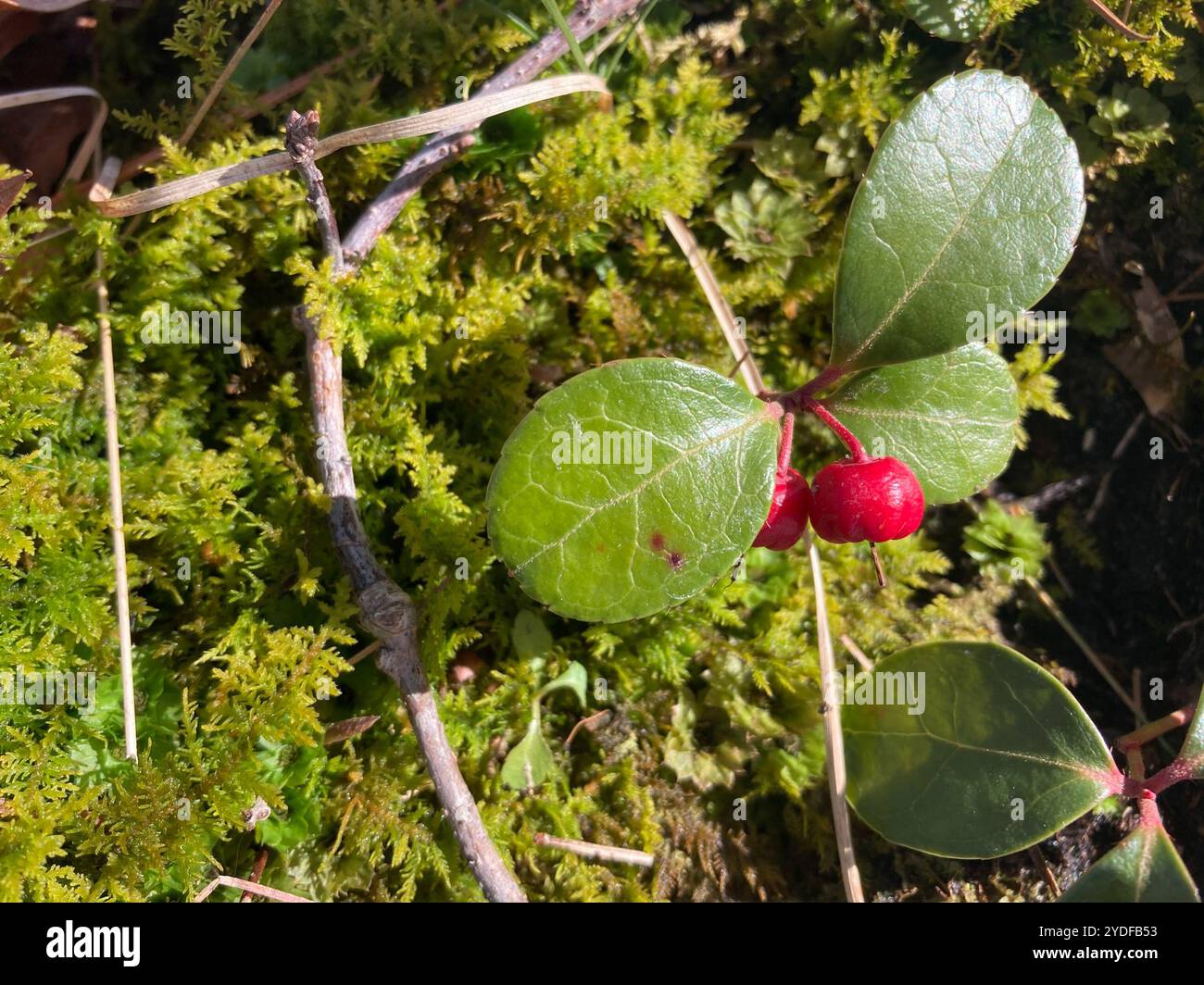 Eastern Teaberry (Gaultheria procumbens Stock Photo - Alamy